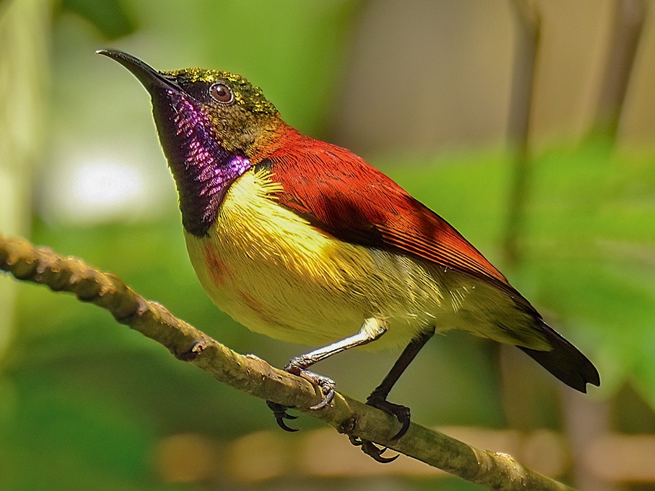 Philippine Purple-throated Sunbird - eBird