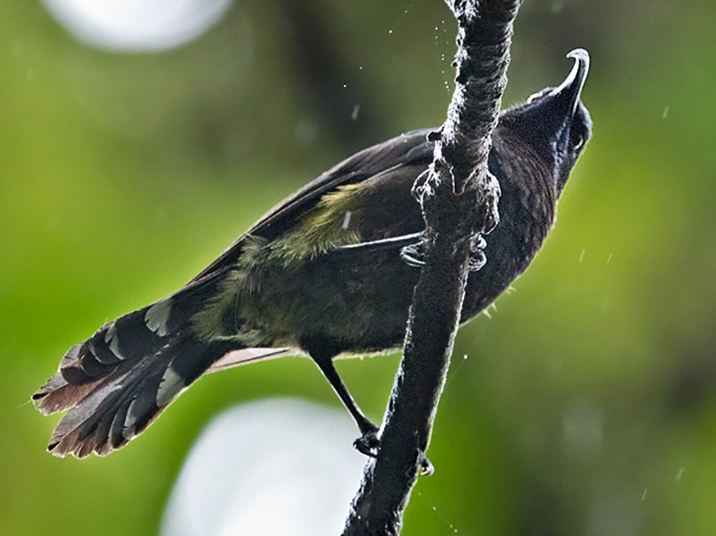 Giant Sunbird - eBird
