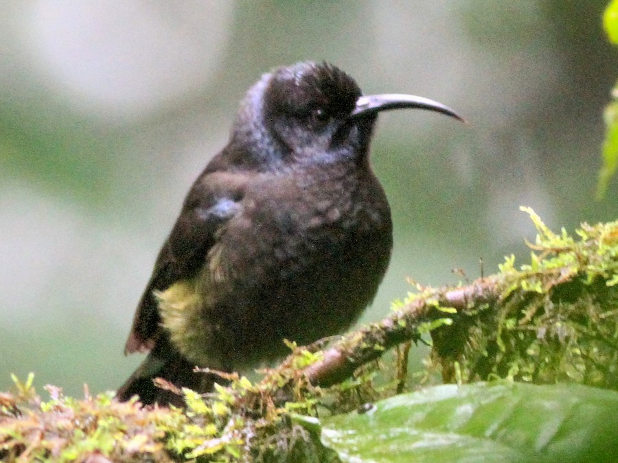 Giant Sunbird - eBird
