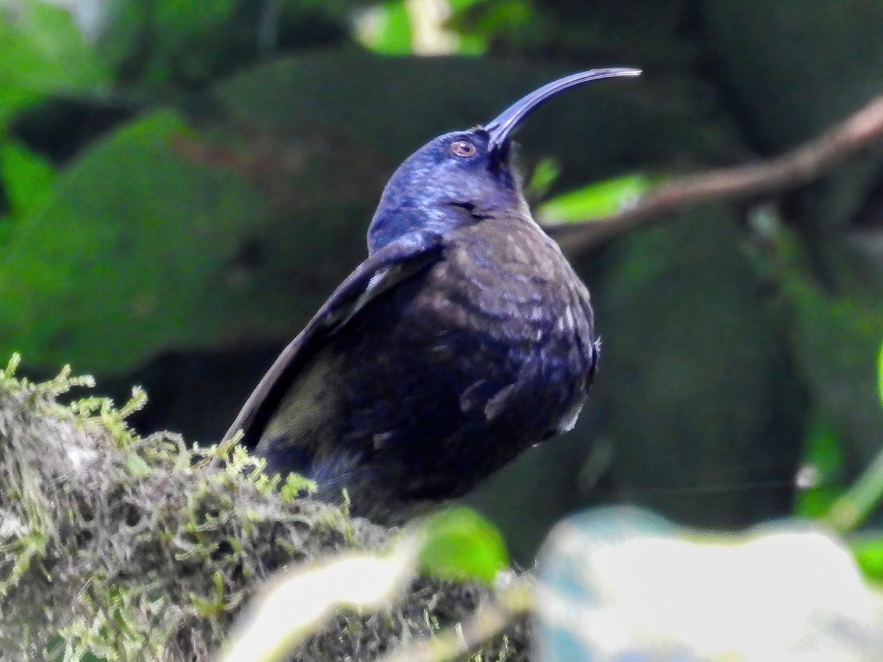 Sao Tome Sunbird - eBird