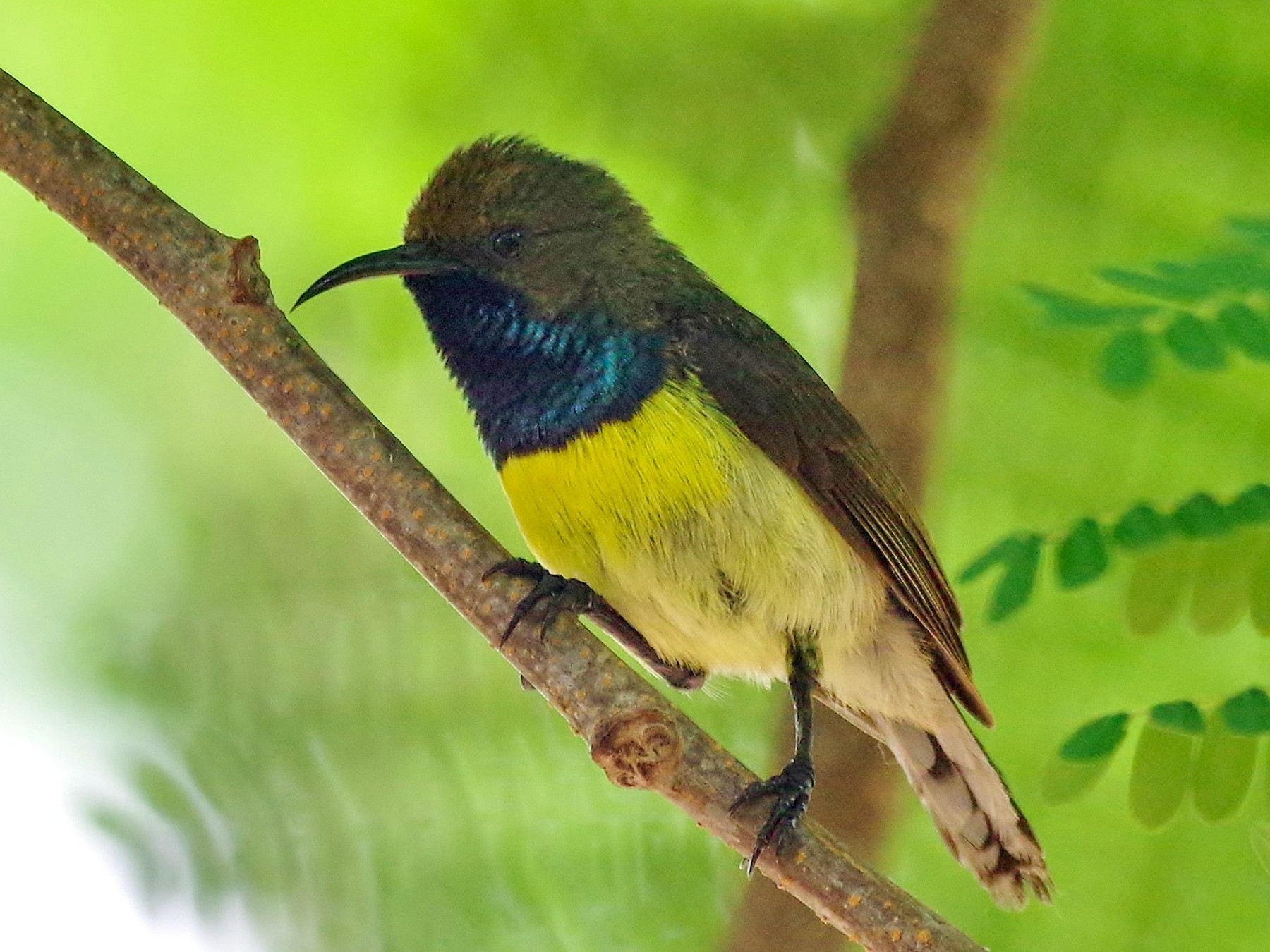 Newton's Sunbird - eBird