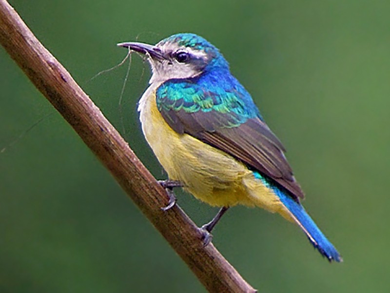 Souimanga à queue violette - eBird