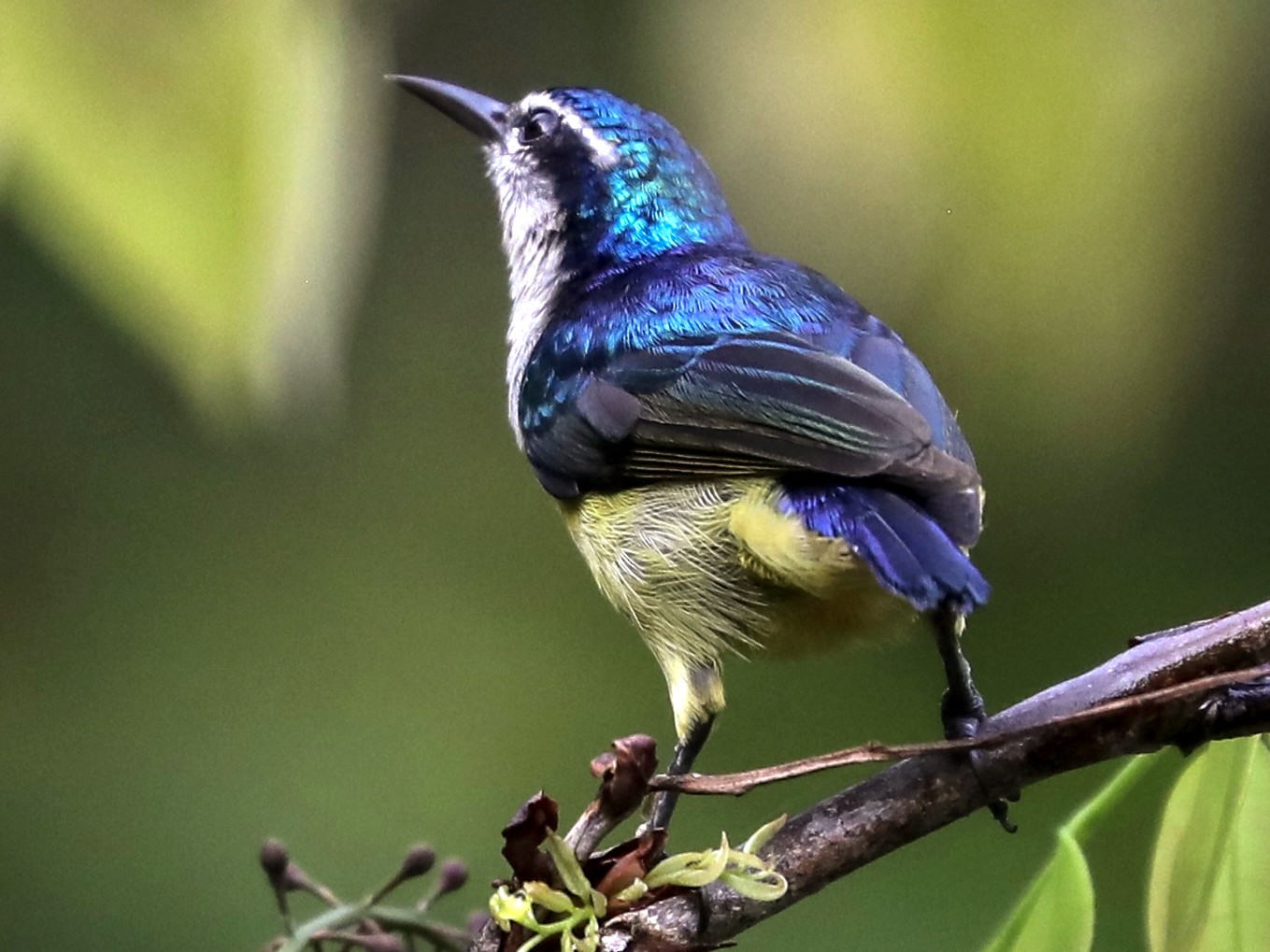 Violet-tailed Sunbird - eBird