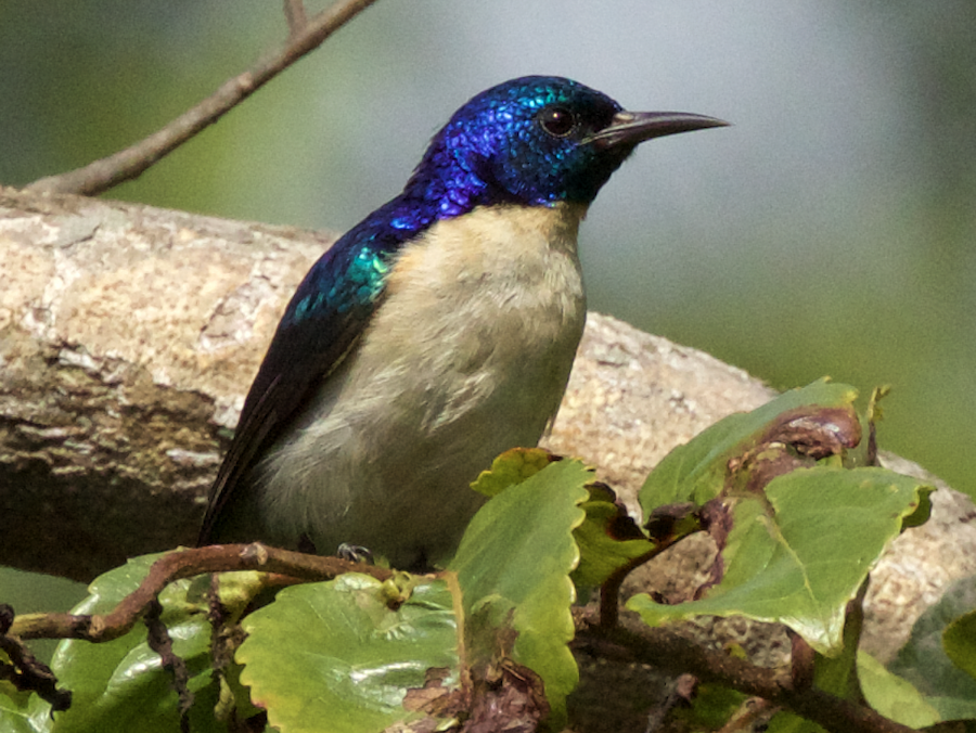 Suimanga Colivioleta - eBird