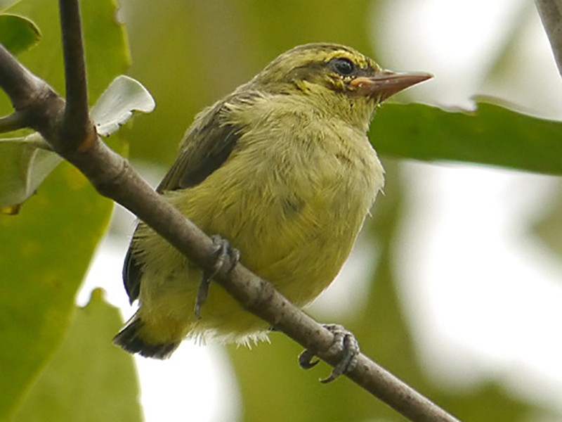 Souimanga à queue violette - eBird
