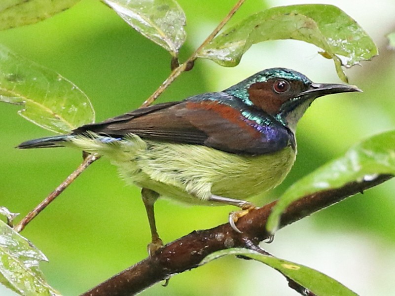 Gray-throated Sunbird - eBird