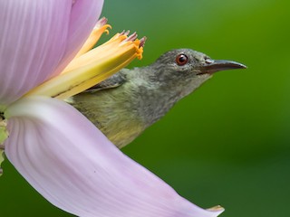 Grey-throated Sunbird - eBird
