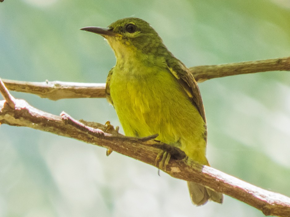 Grey-throated Sunbird - eBird