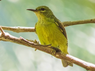 Grey-throated Sunbird - eBird