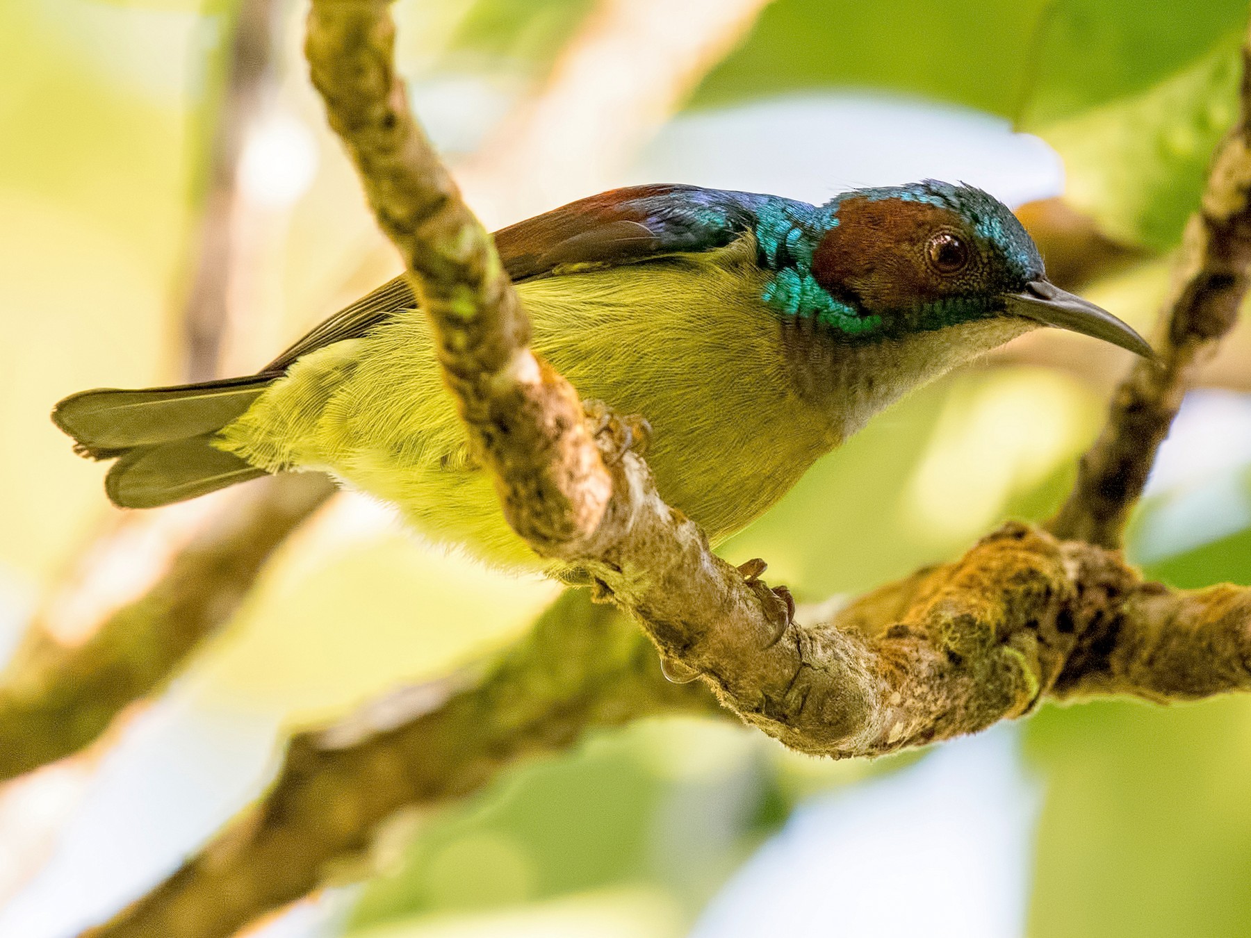 Grey-throated Sunbird - eBird