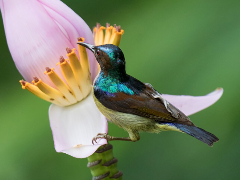 Gray-throated Sunbird - eBird