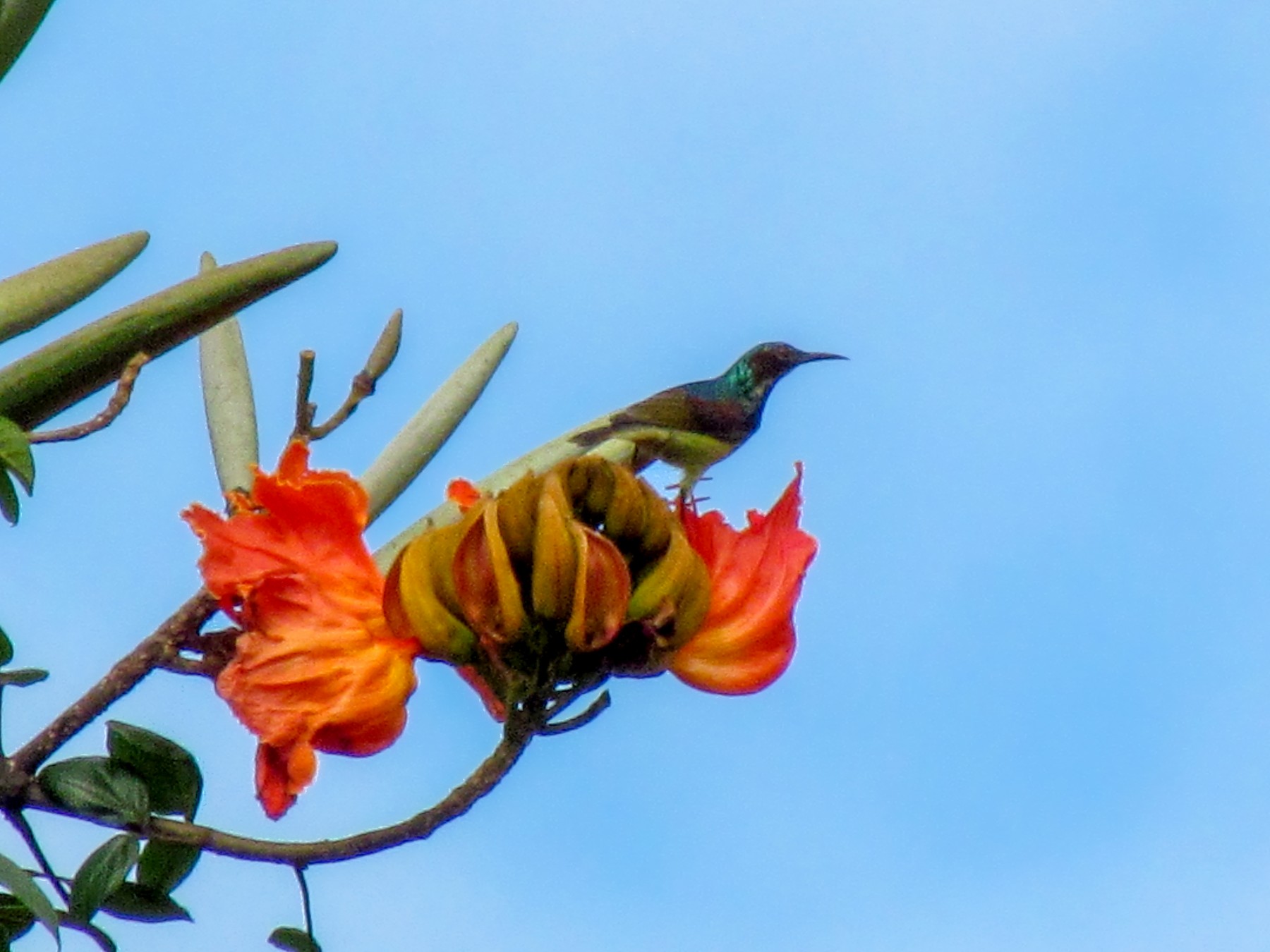 Grey-throated Sunbird - eBird