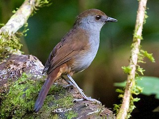 Bagobo Robin - eBird