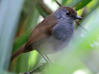 Bagobo Robin - eBird