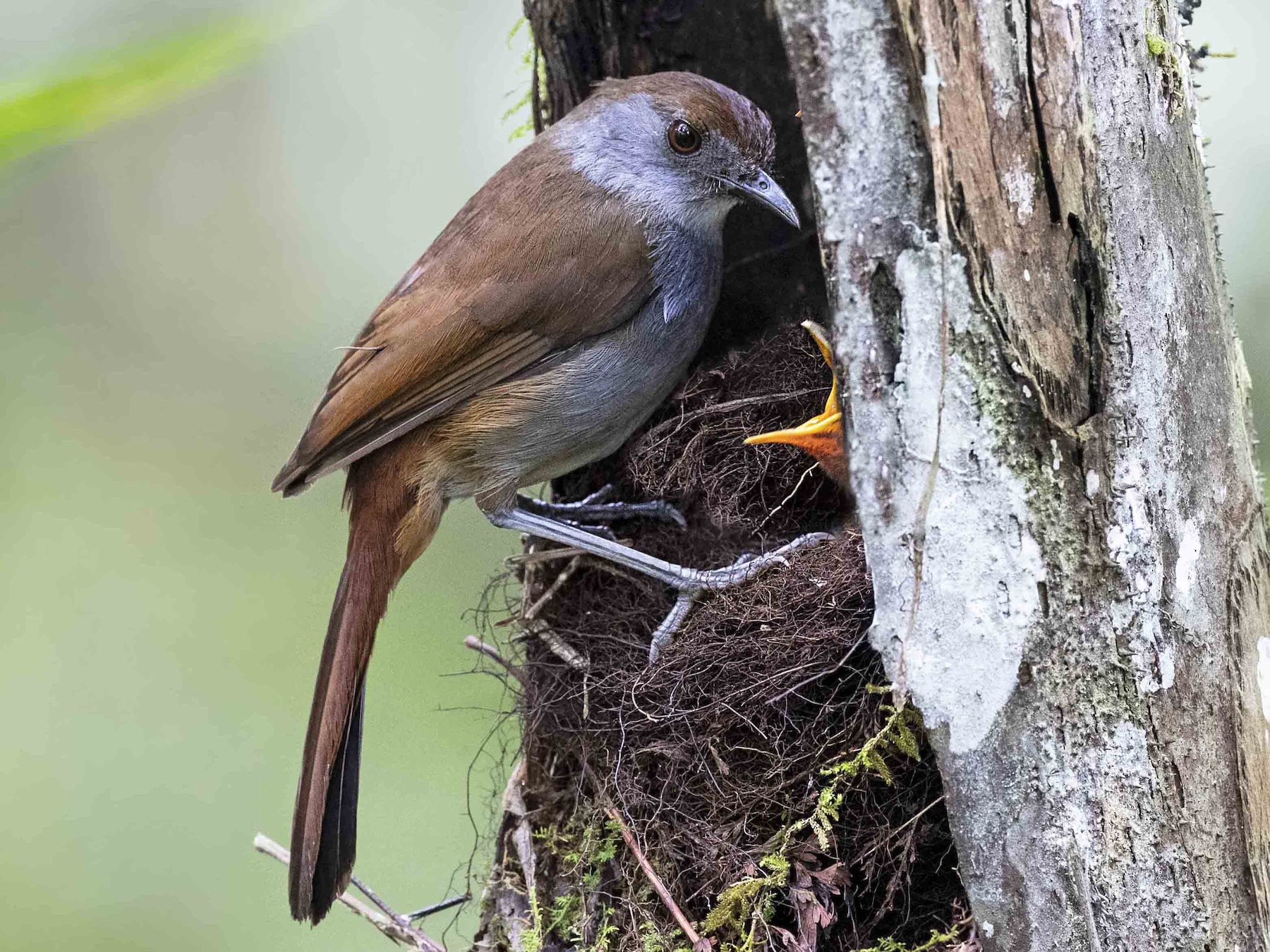 Bagobo Robin - eBird