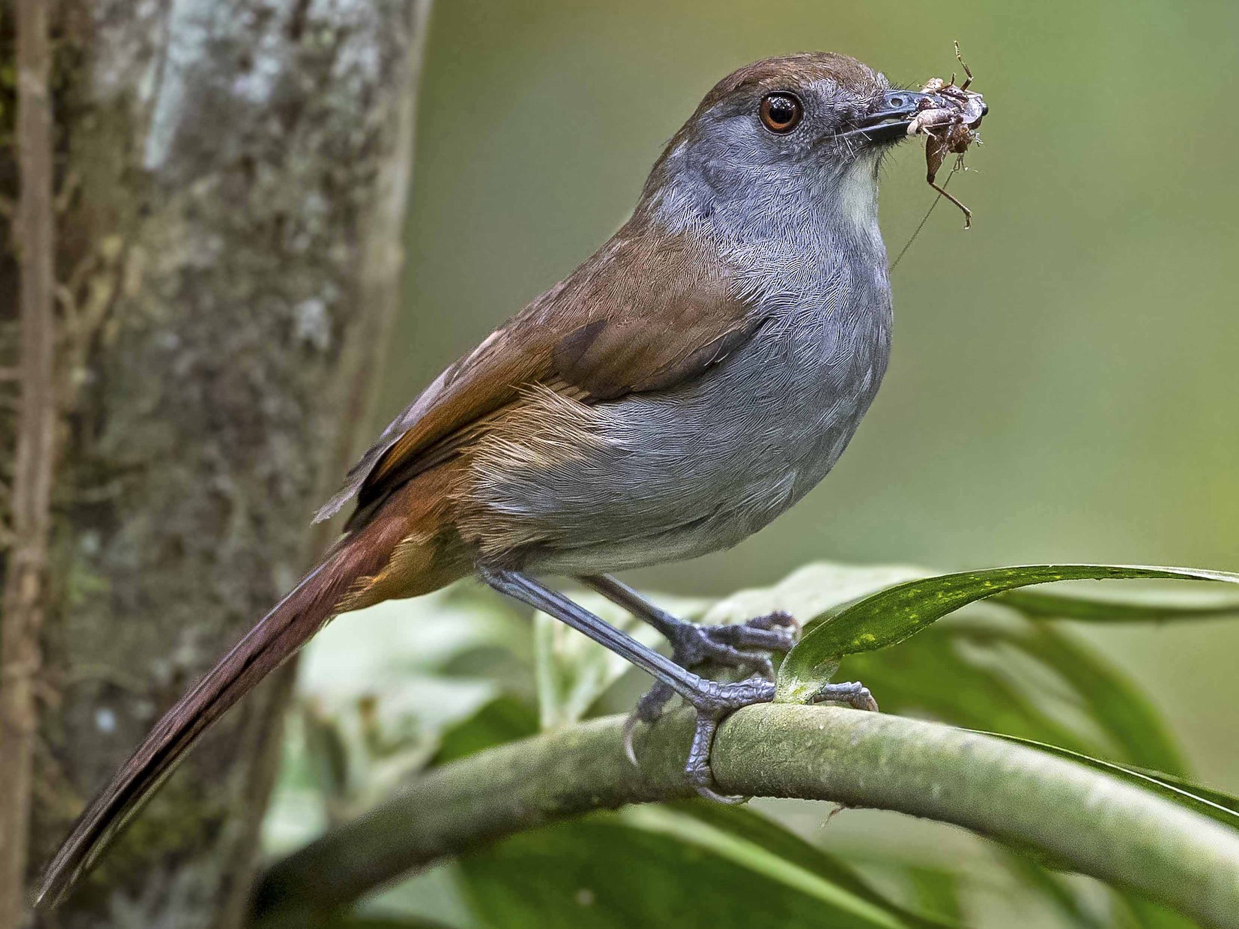 Bagobo Robin - eBird