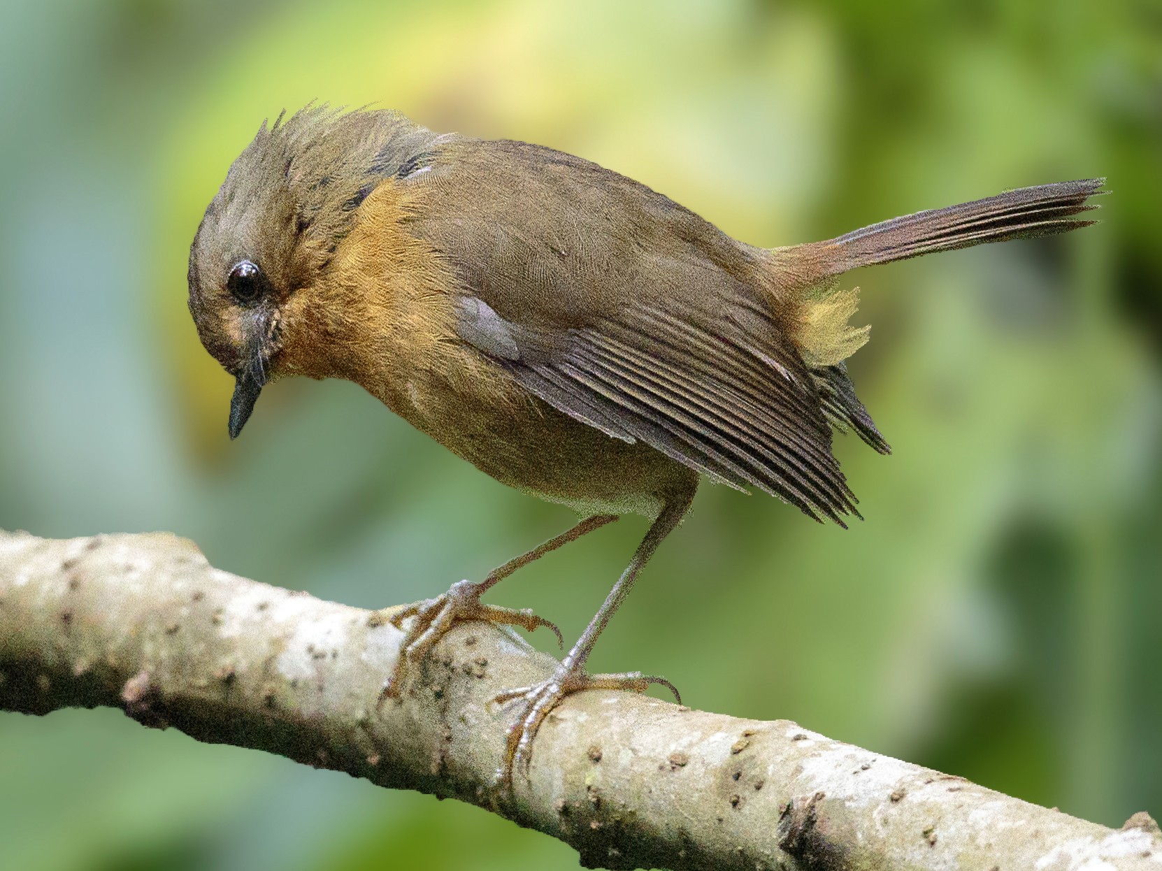 Rubeho Akalat - eBird
