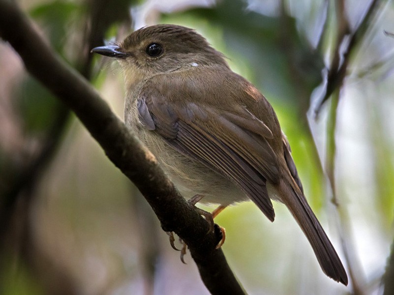 Gabela Akalat - eBird