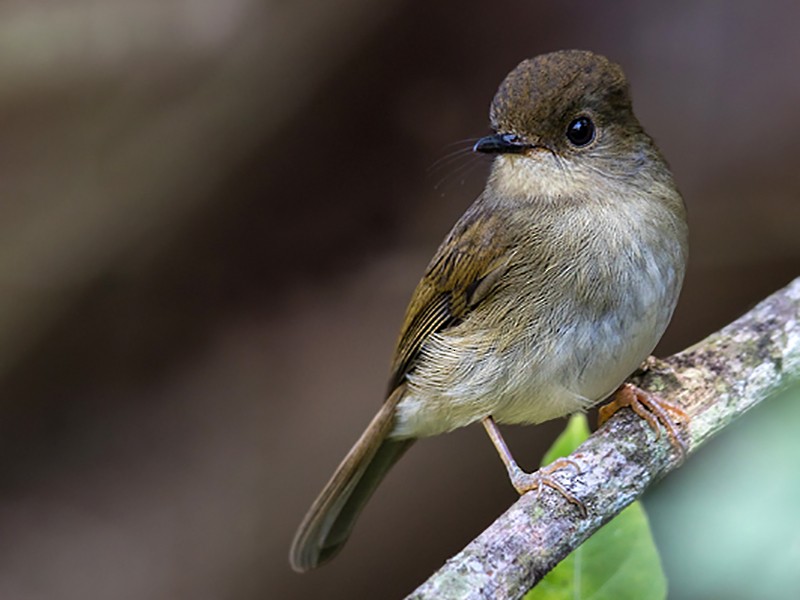 Gabela Akalat - eBird