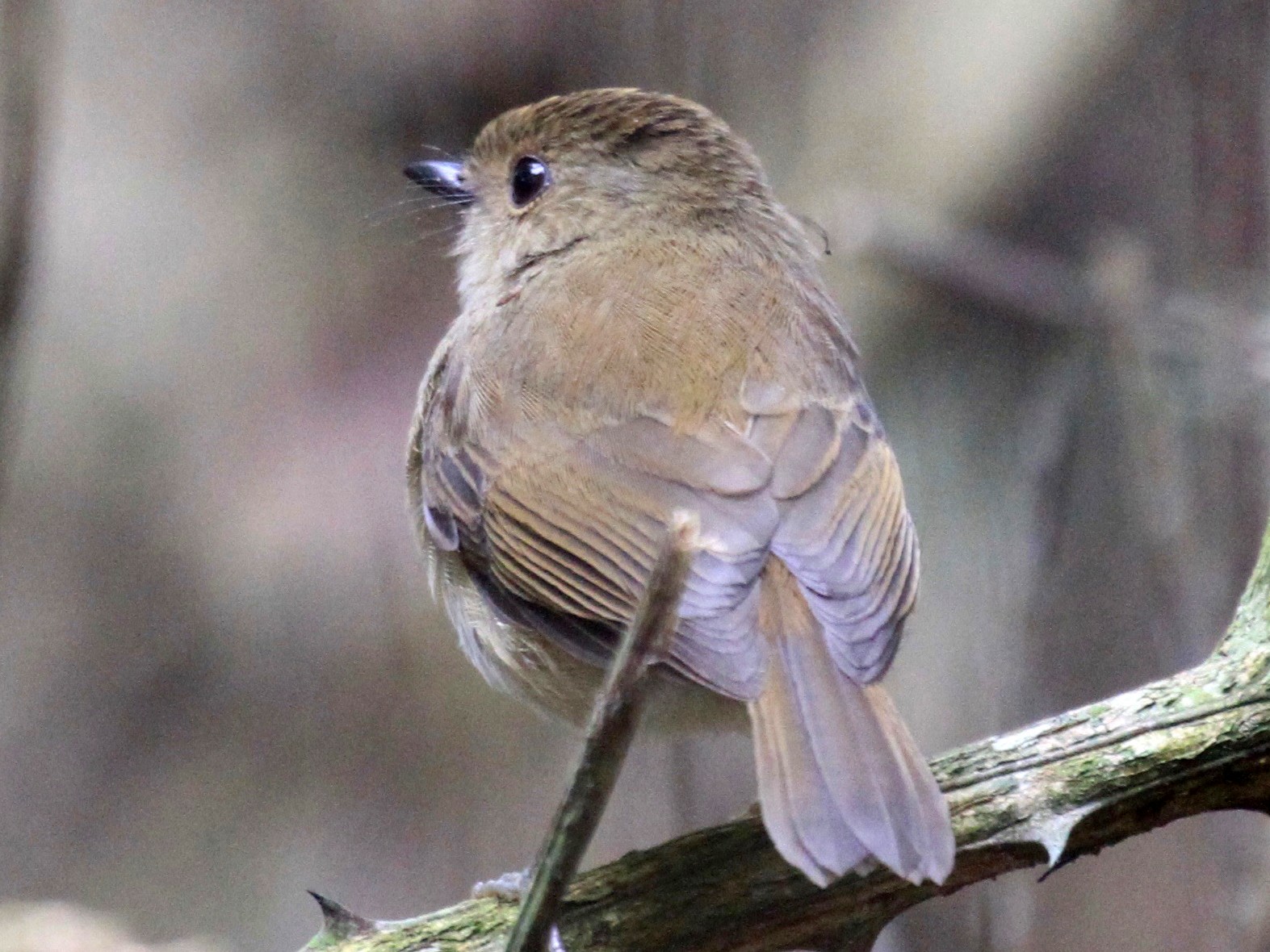 Gabela Akalat - eBird