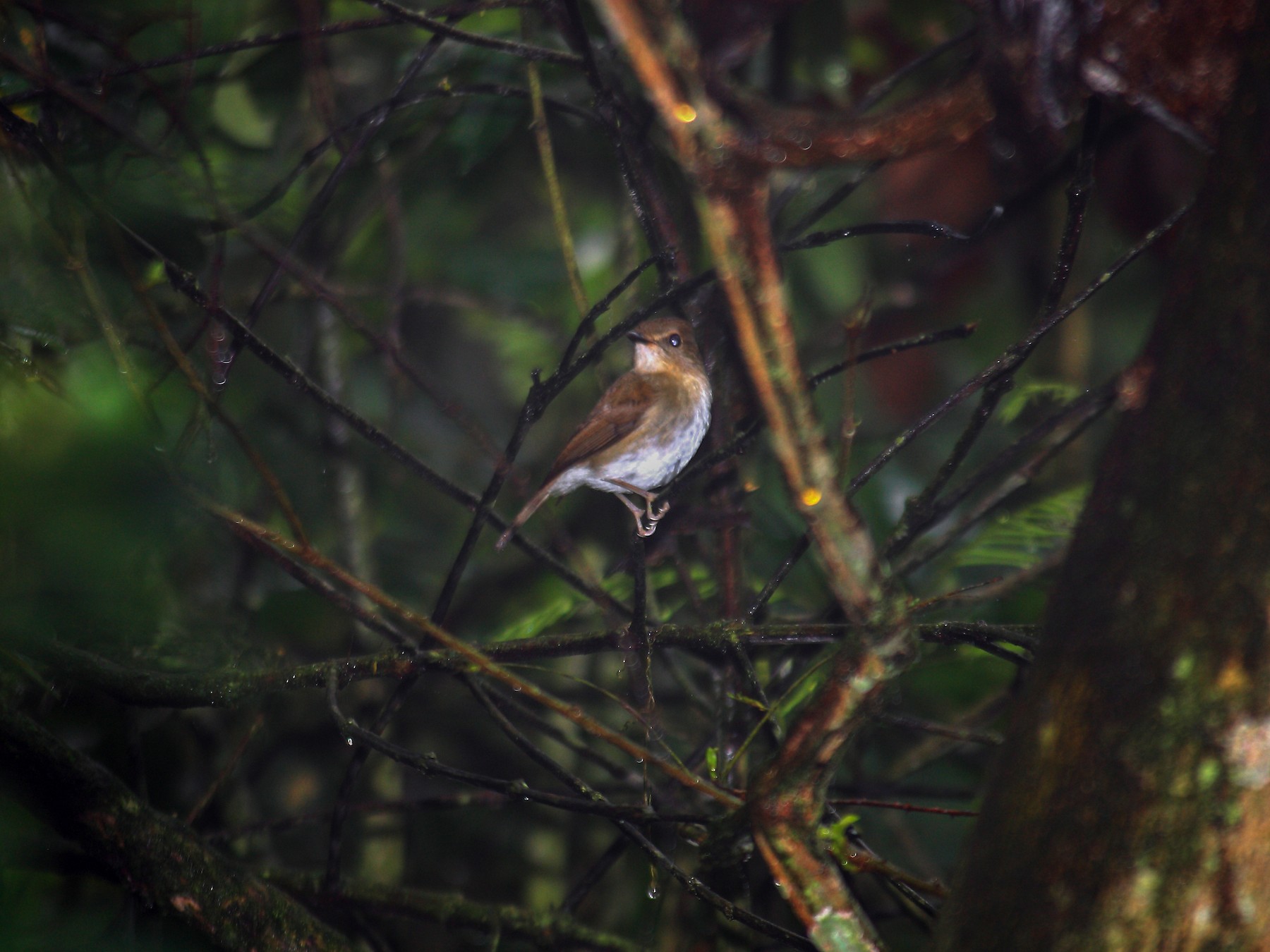 Gabela Akalat - eBird