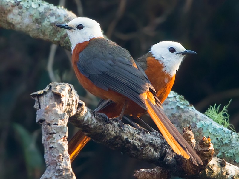 White-headed Robin-Chat - eBird