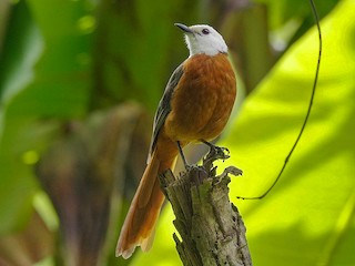 White-headed Robin-Chat - eBird