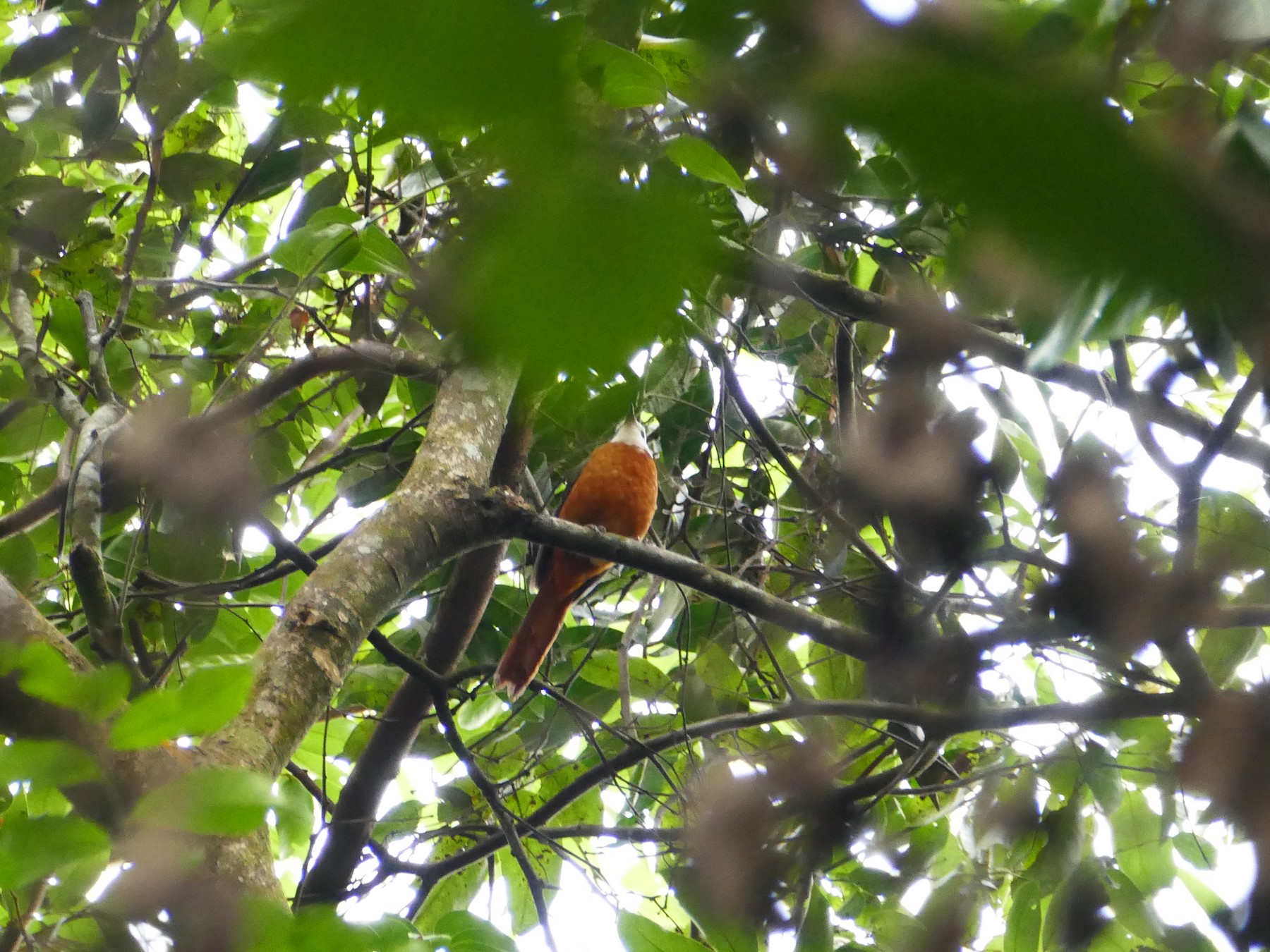 White-headed Robin-Chat - eBird