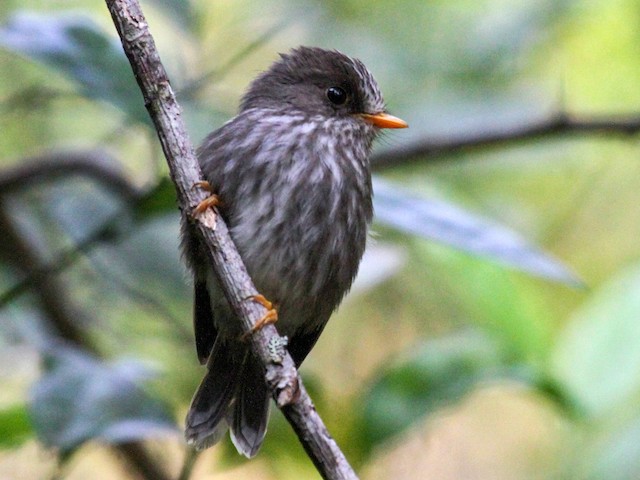 Photos - Grande Comore Flycatcher - Humblotia flavirostris - Birds of ...