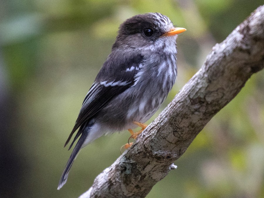 Grande Comore Flycatcher - eBird