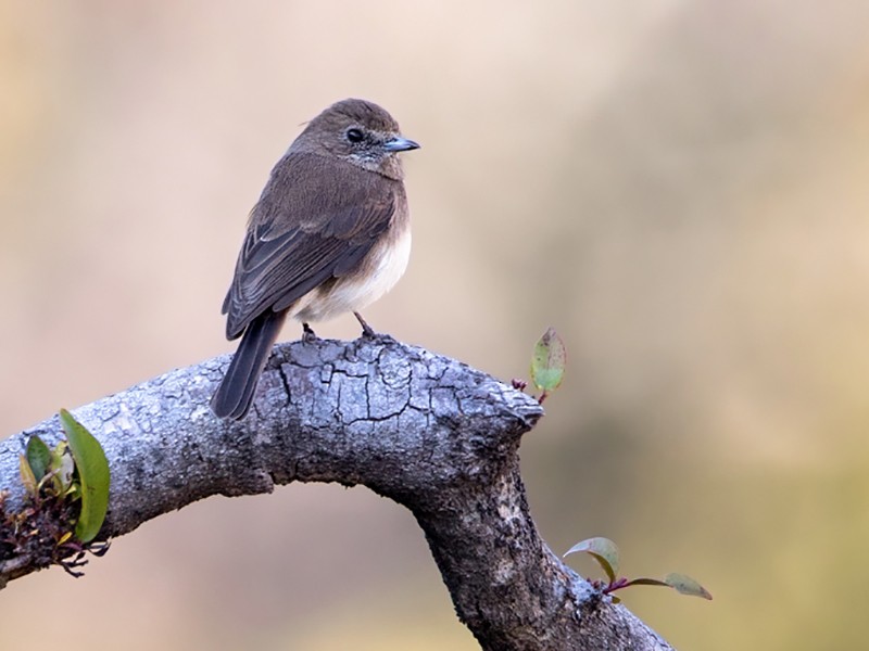 Angola Slaty Flycatcher - eBird