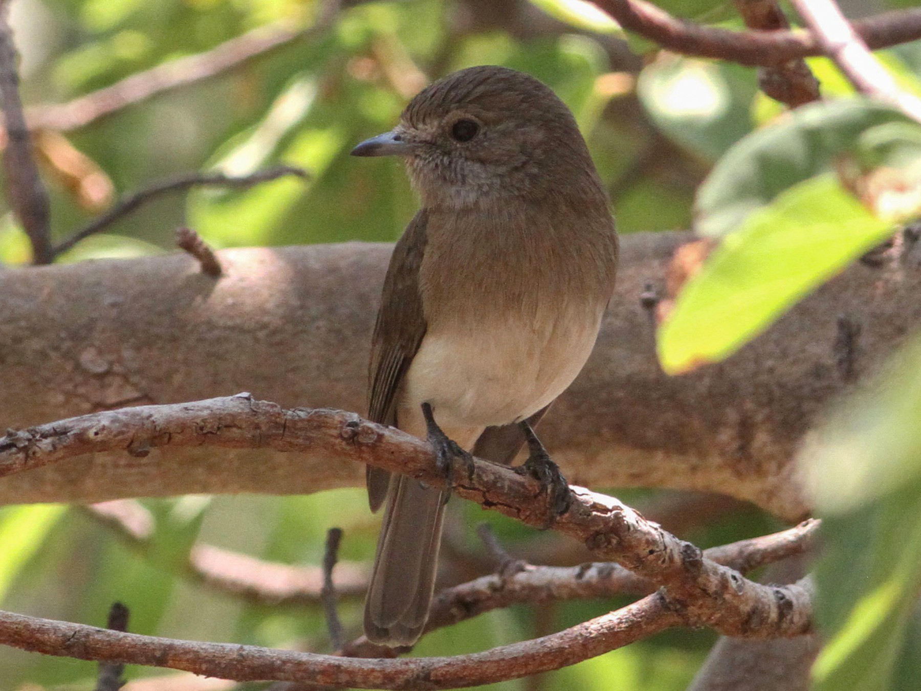 Angola Slaty-Flycatcher - eBird