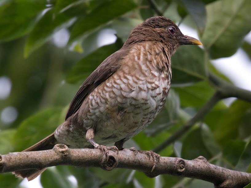 Sao Tome Thrush - eBird