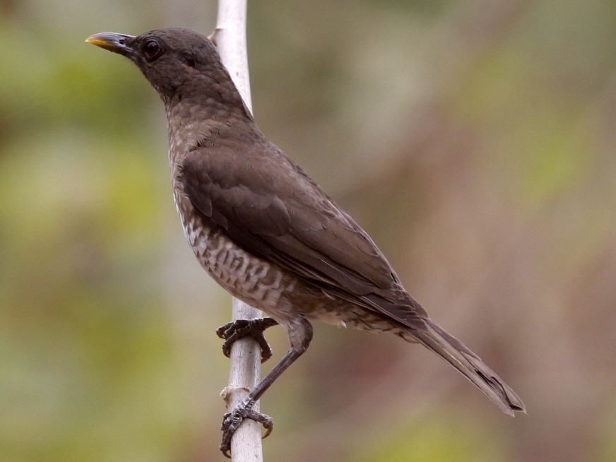 Sao Tome Thrush - eBird