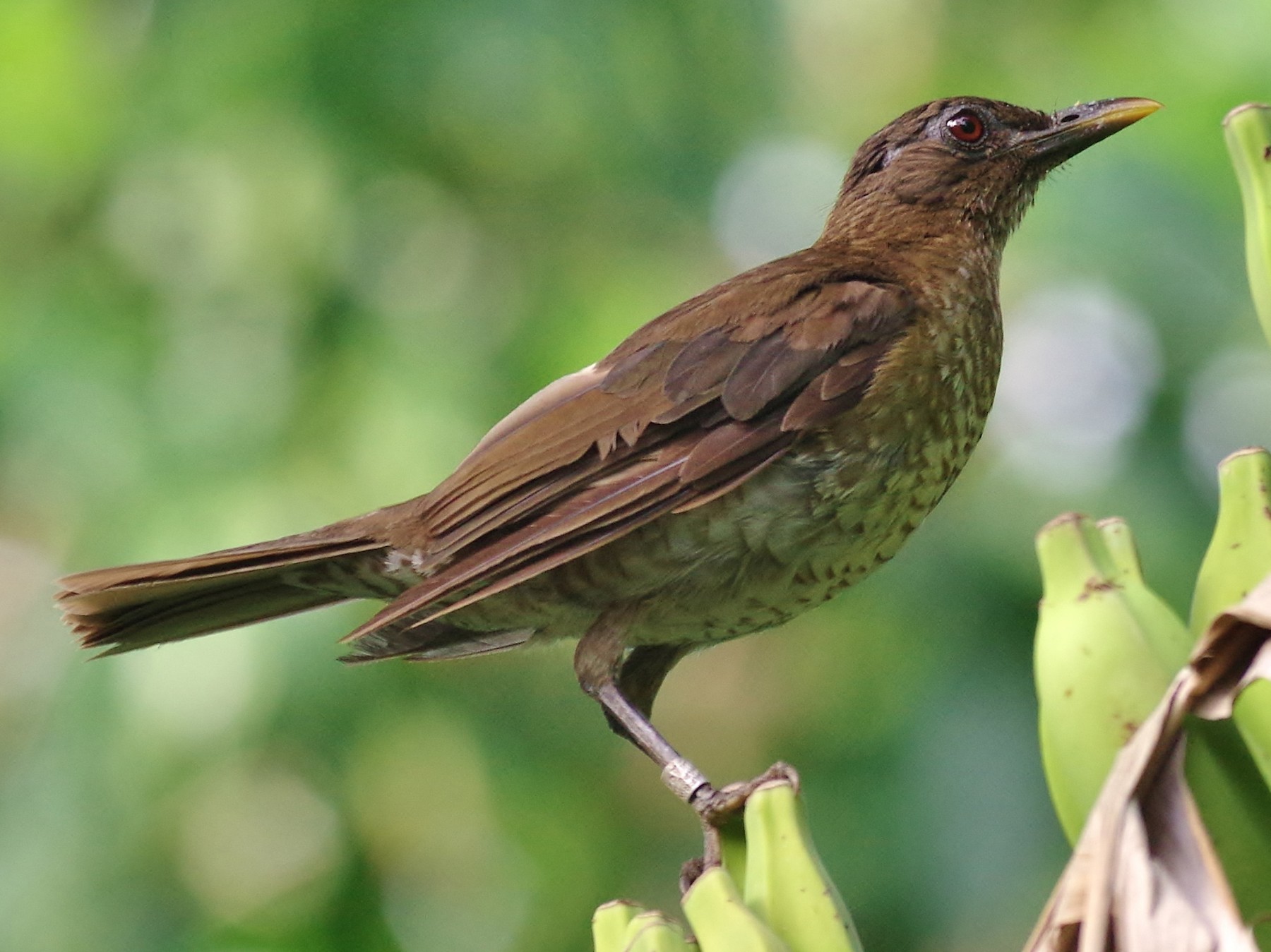 Sao Tome Thrush - eBird