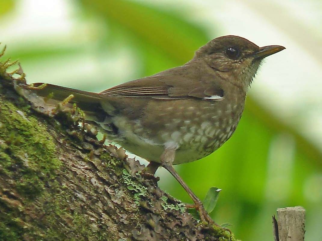 Comoro Thrush - eBird