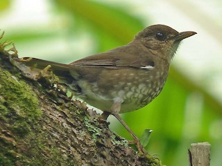 Comoro Thrush - eBird