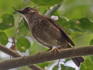 Comoro Thrush - eBird
