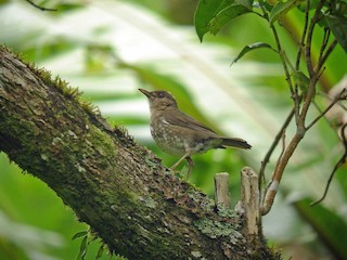 Comoro Thrush - eBird