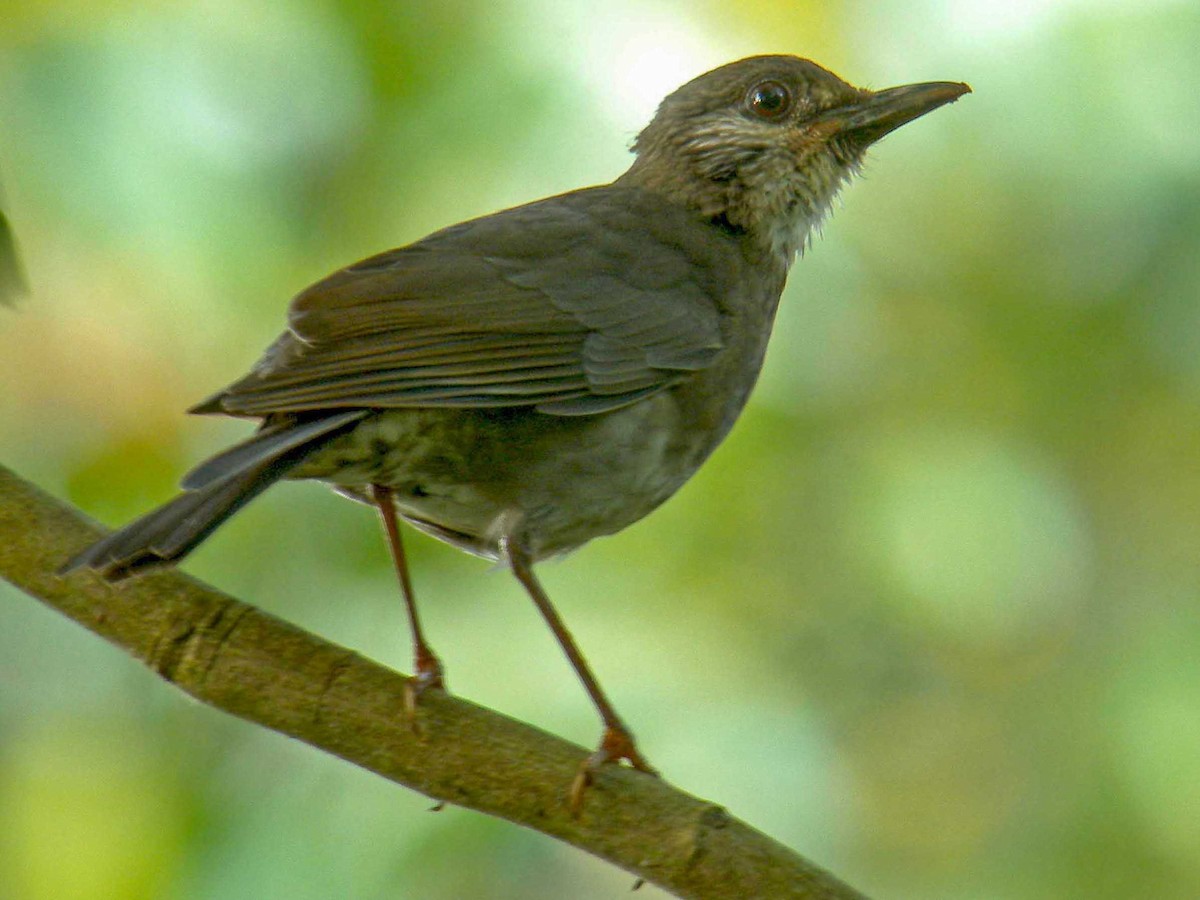 Comoro Thrush - Turdus bewsheri - Birds of the World
