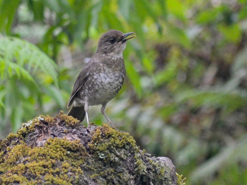 Comoro Thrush - eBird