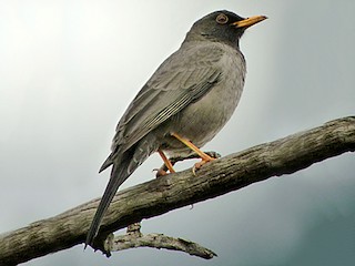 Somali Thrush - eBird