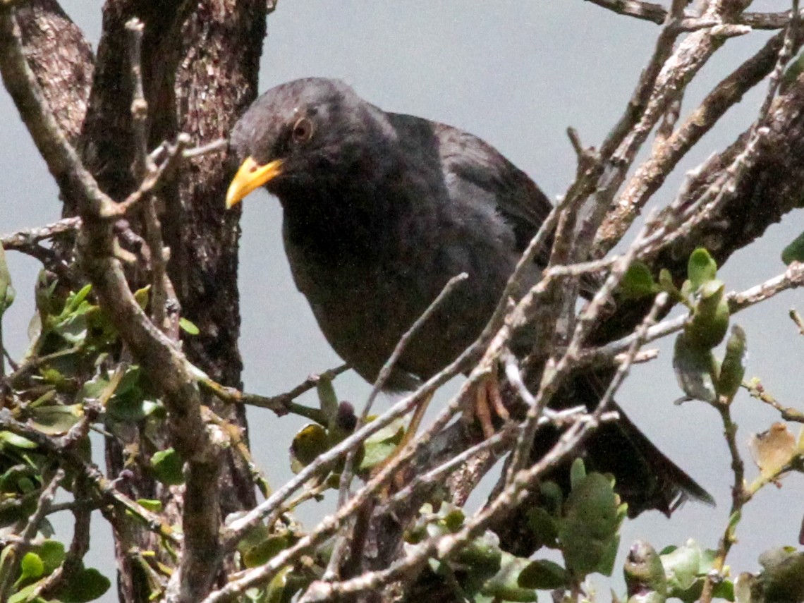 Somali Thrush - eBird