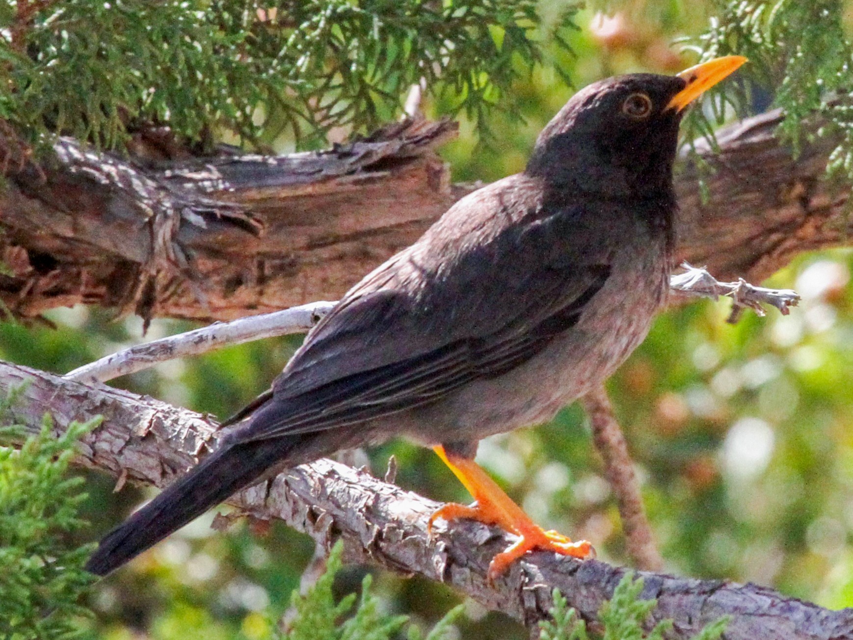 Somali Thrush - eBird