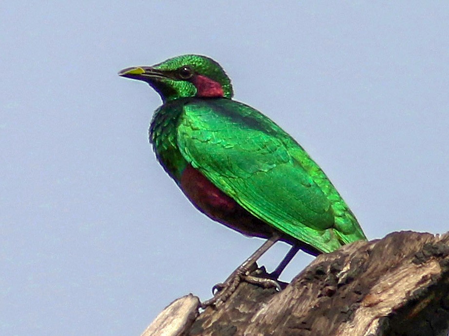 Emerald Starling - eBird