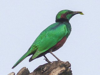 Emerald Starling - Lamprotornis iris - Birds of the World