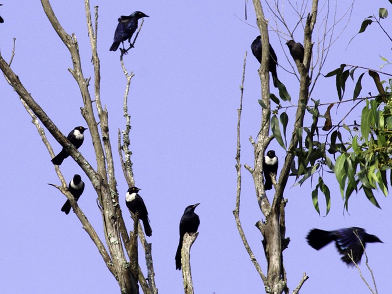 White-collared Starling - eBird