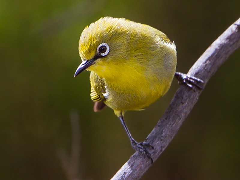 Zostérops du Karthala - eBird