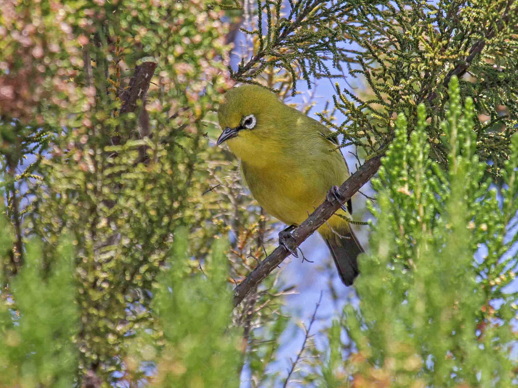 Zostérops du Karthala - eBird