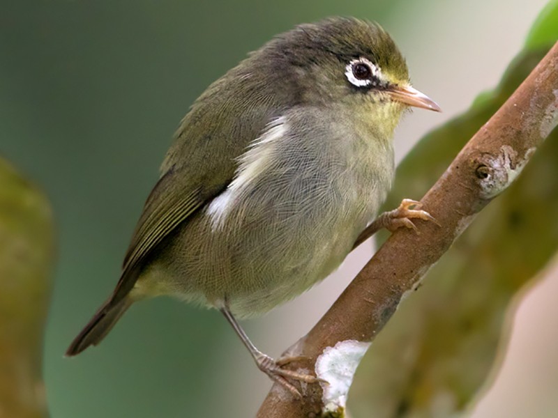 Zostérops de Fea - eBird
